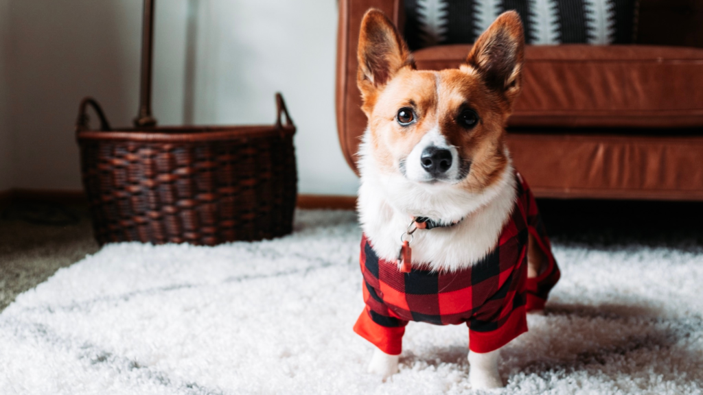 Keeping Small Dogs Warm in Winter: Cold Weather Safety Tips - 3 Spoilt Dogs