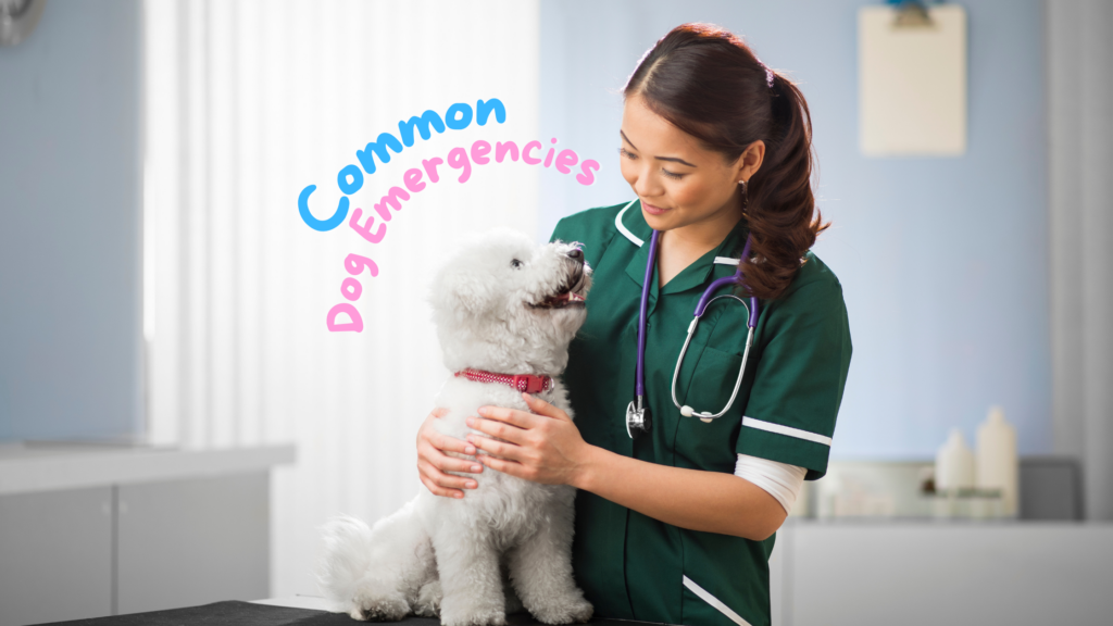 Common Dog Emergencies at an Animal ER (and How to Avoid Them!) - 3 ...