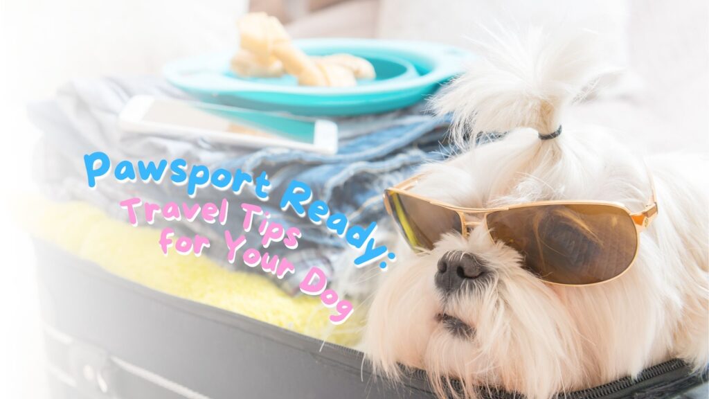 Pawsport Ready: Travel Tips for Your Dog - 3 Spoilt Dogs