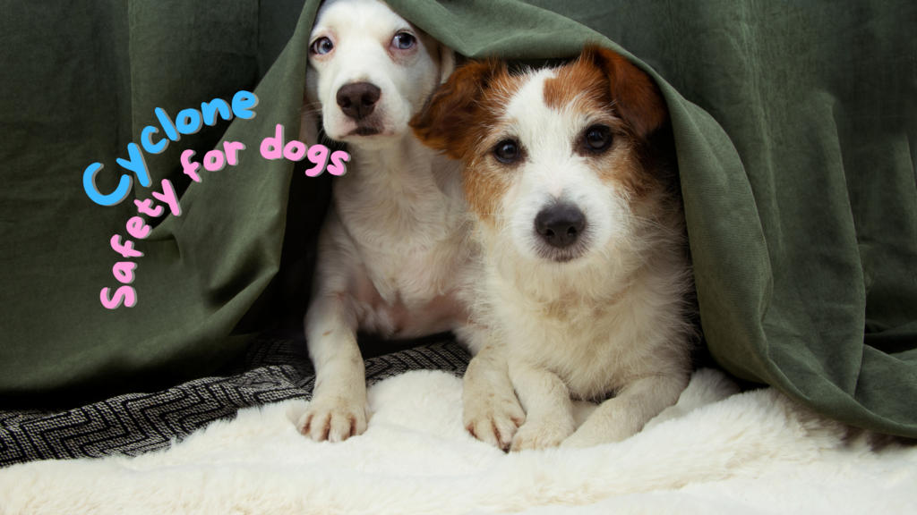 How to keep your dog safe during a cyclone - 3 Spoilt Dogs