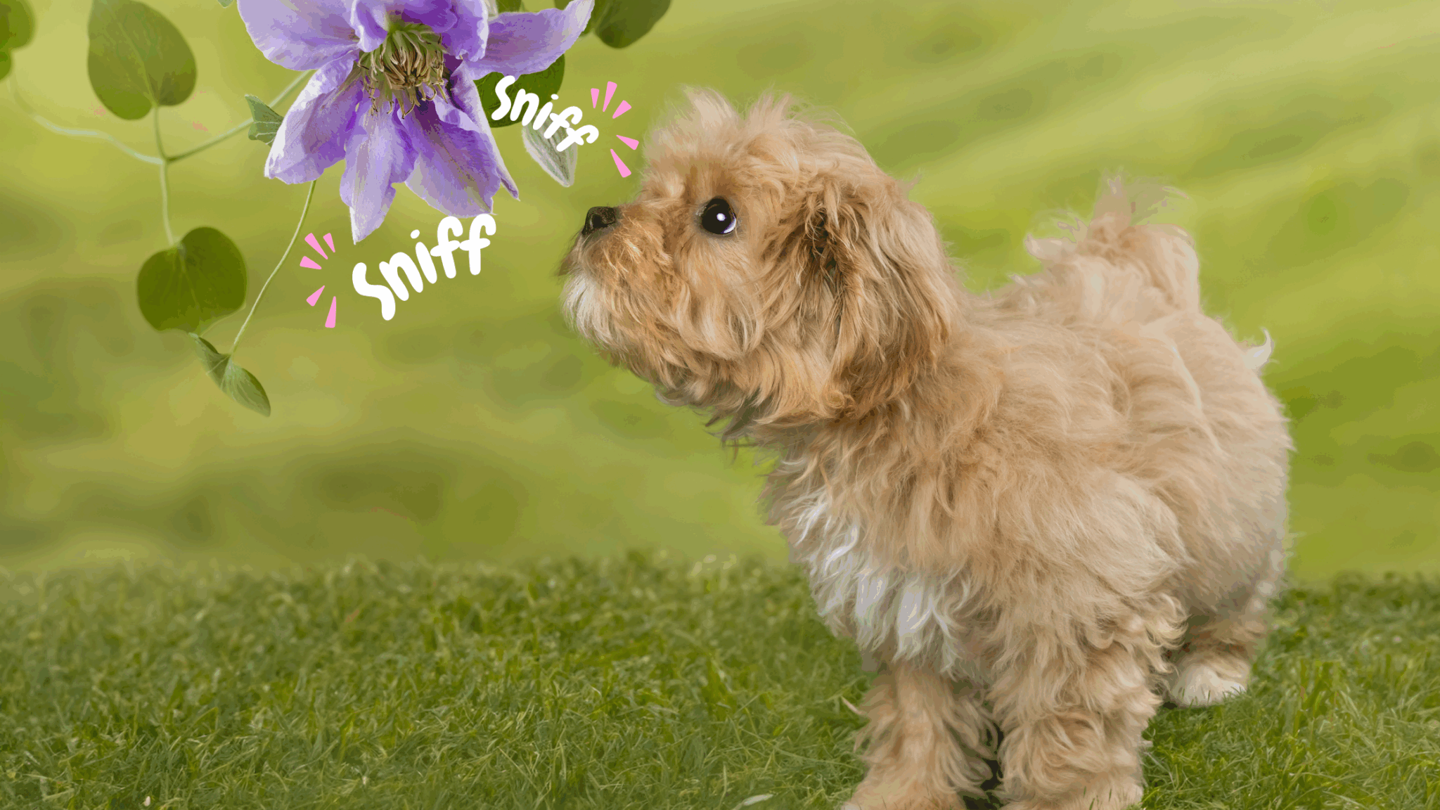 Let Dogs Sniff! Why Smelling Is Essential for Your Dog’s Mental Health ...